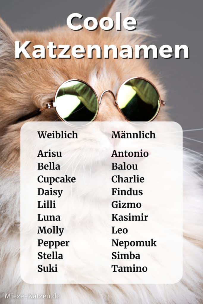 Coole Katzennamen: Weiblich und männlich mit Bedeutung