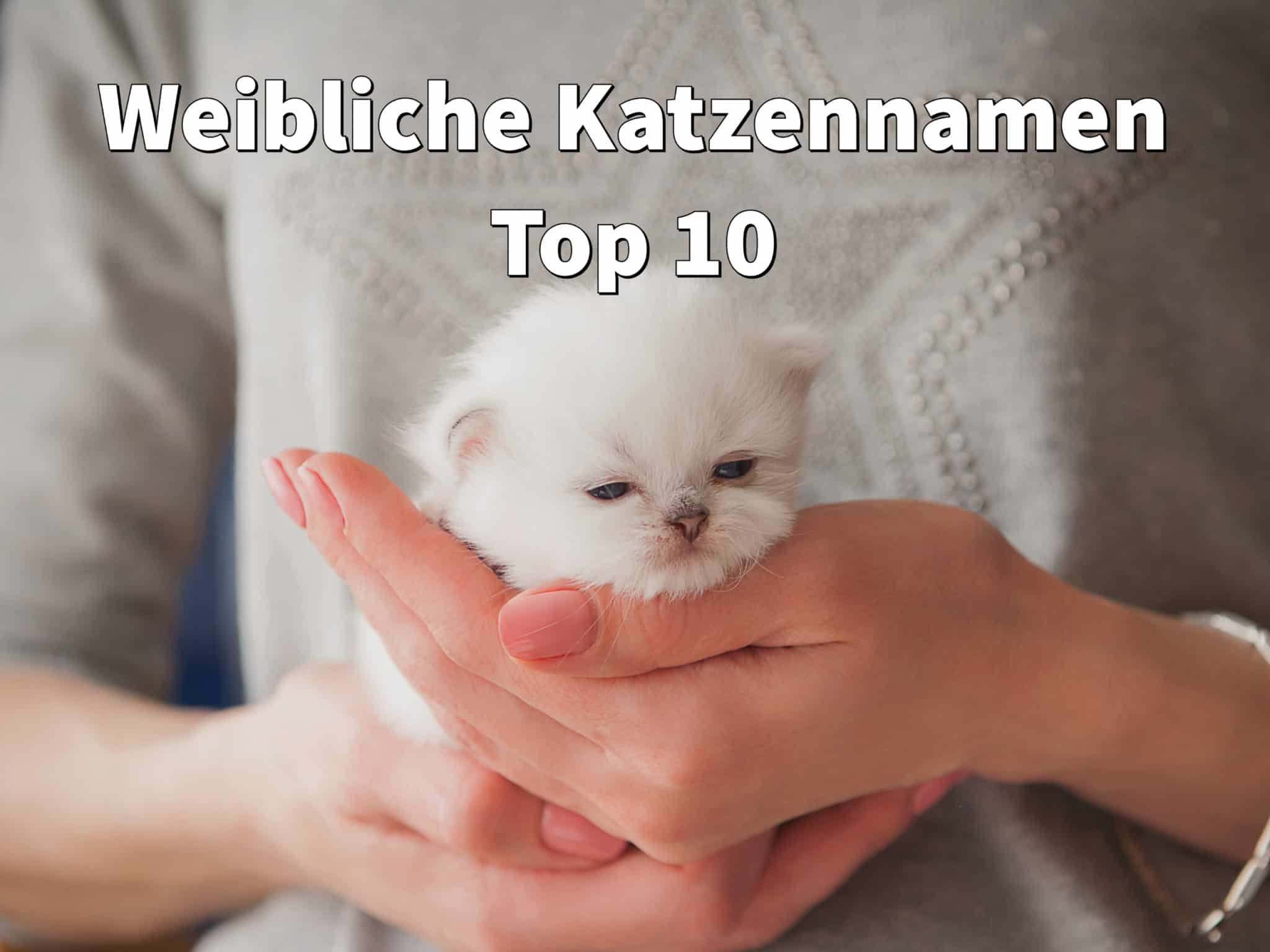 Suss Katzen Namen Weiblich
