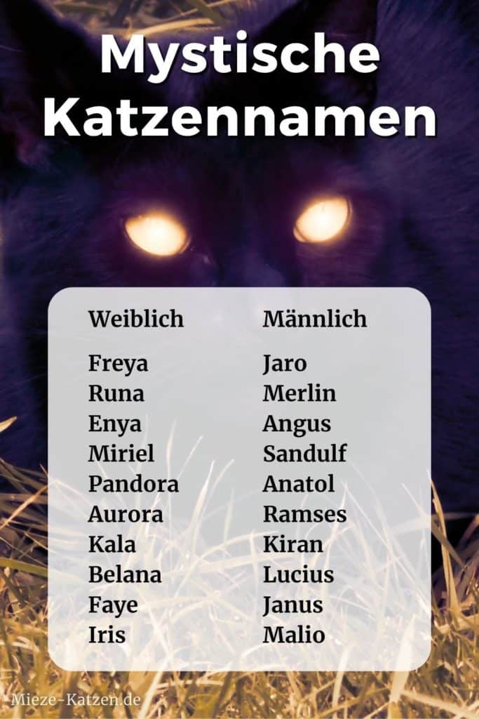 Namen Schwarzer Kater